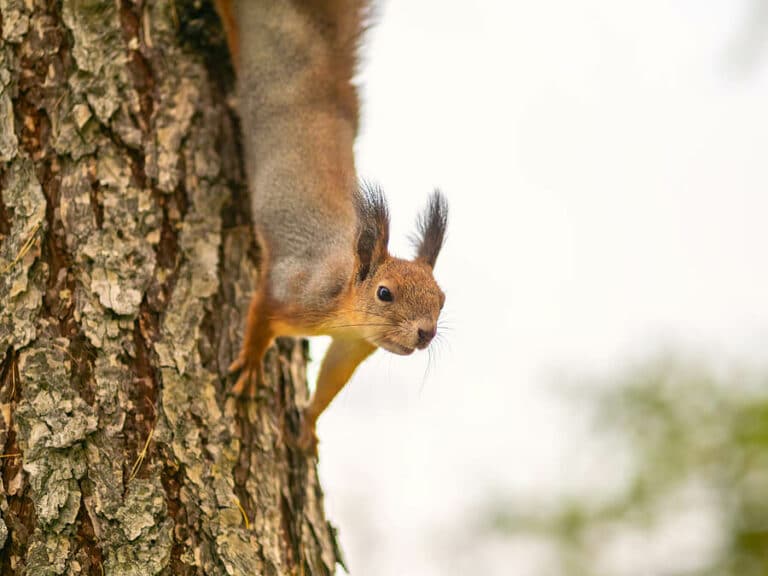Top 5 Tips for Keeping Squirrels Away From Your Yard | Solvermatic