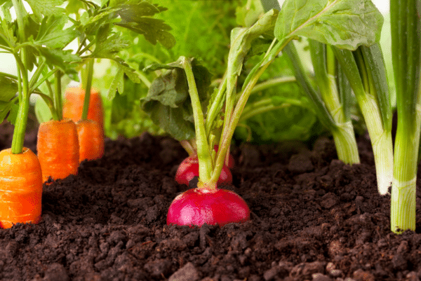 How to Get Rid of Grass in Your Vegetable Garden | Solvermatic