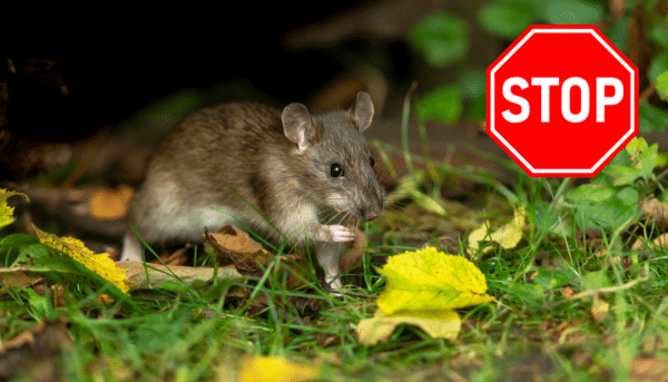 How To Stop Rats Eating Vegetable Garden | Solvermatic